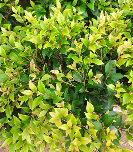 Acmena Allyns Magic - Cobble Patch Loganlea