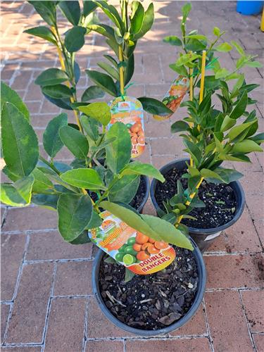2 Way Lime/Mandarin 250mm - Cobble Patch Loganlea