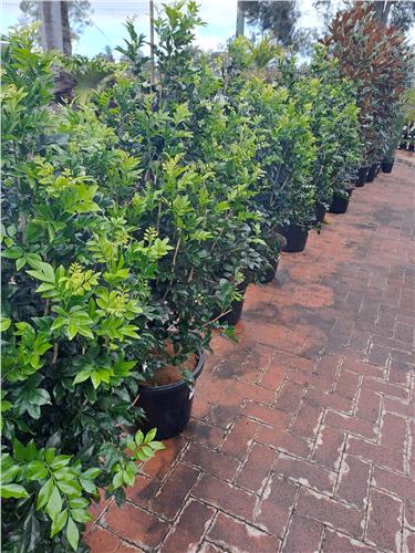 Murraya Paniculata 400mm - Cobble Patch Loganlea